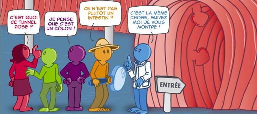 Cerveau et intestin, partenaires pour la vie…